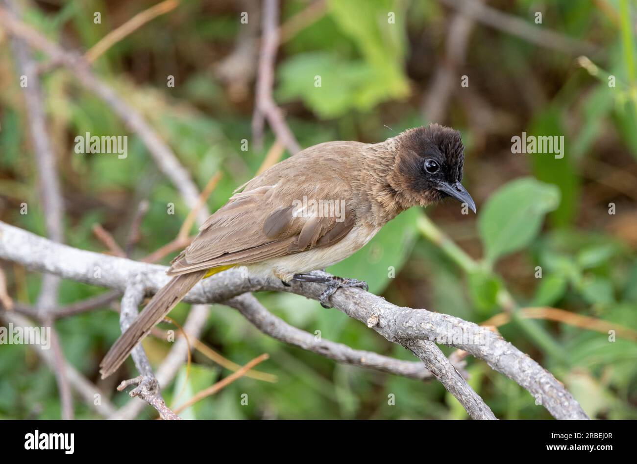 A common and widespread bird, the Yellow-vented or Black-eyed Bulbul ...