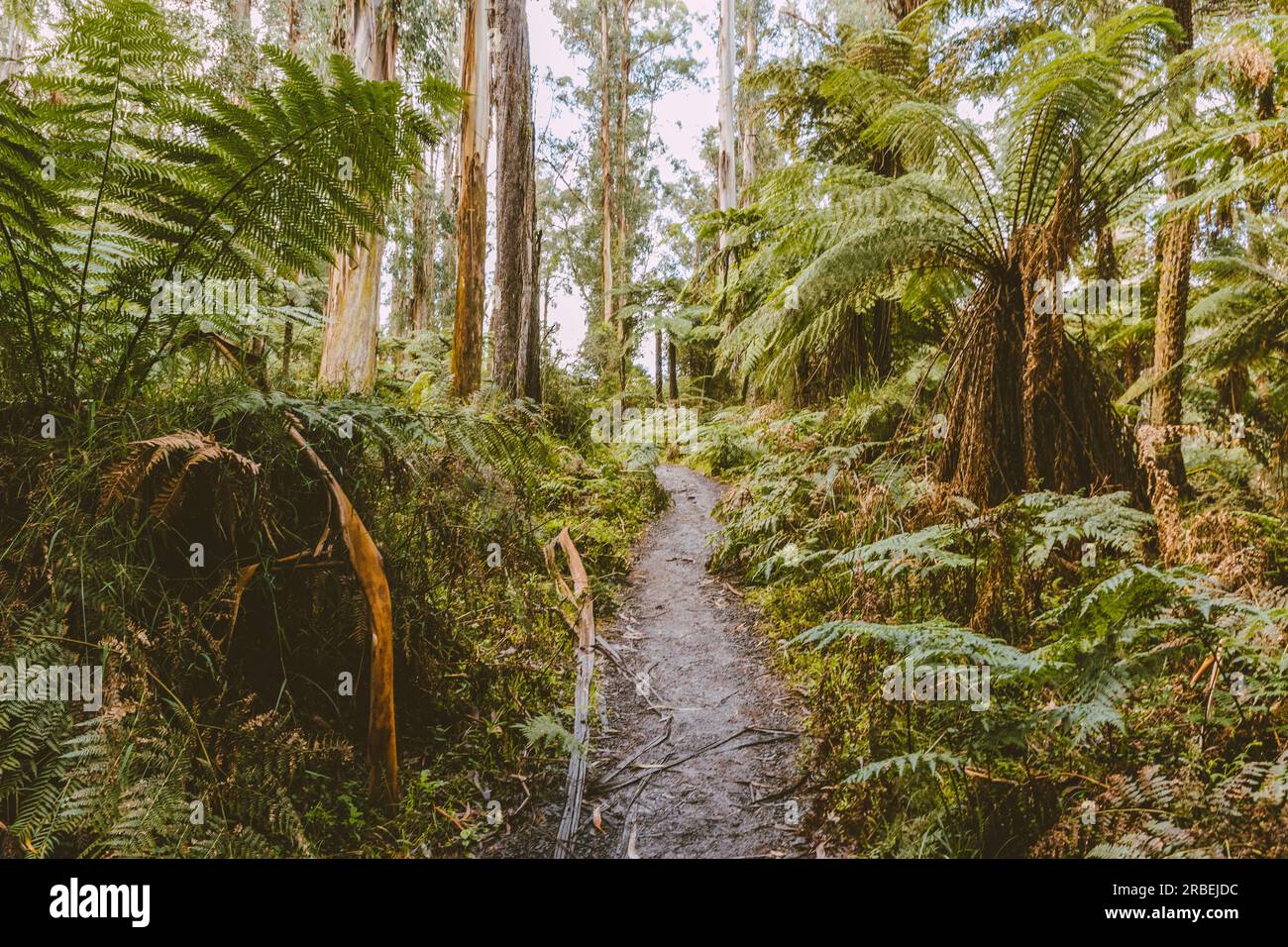 Shots of the beautiful Australian bush Stock Photo - Alamy