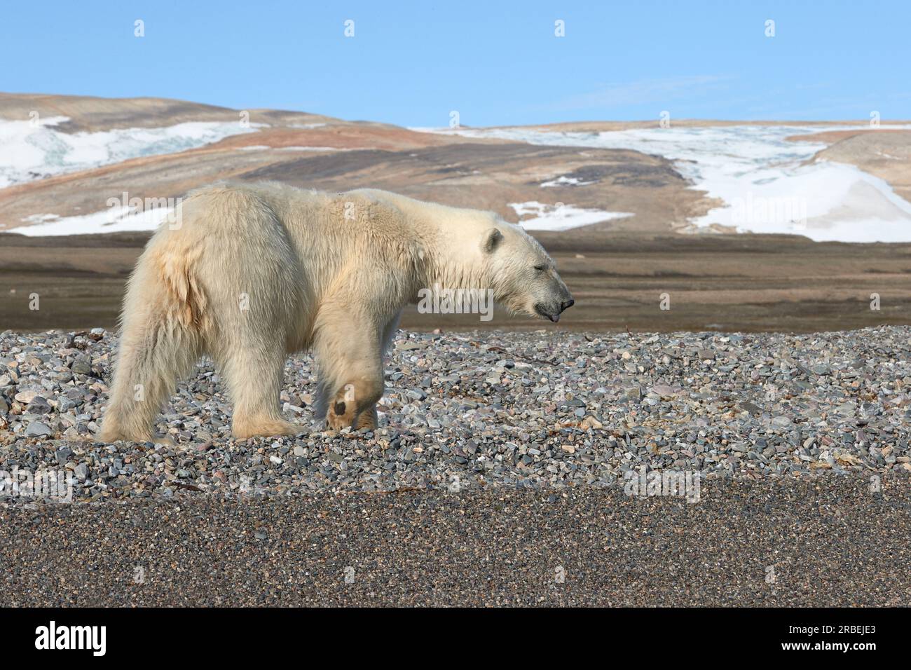 A polar bear on a shingle beach in arctic Svalbard Stock Photo - Alamy