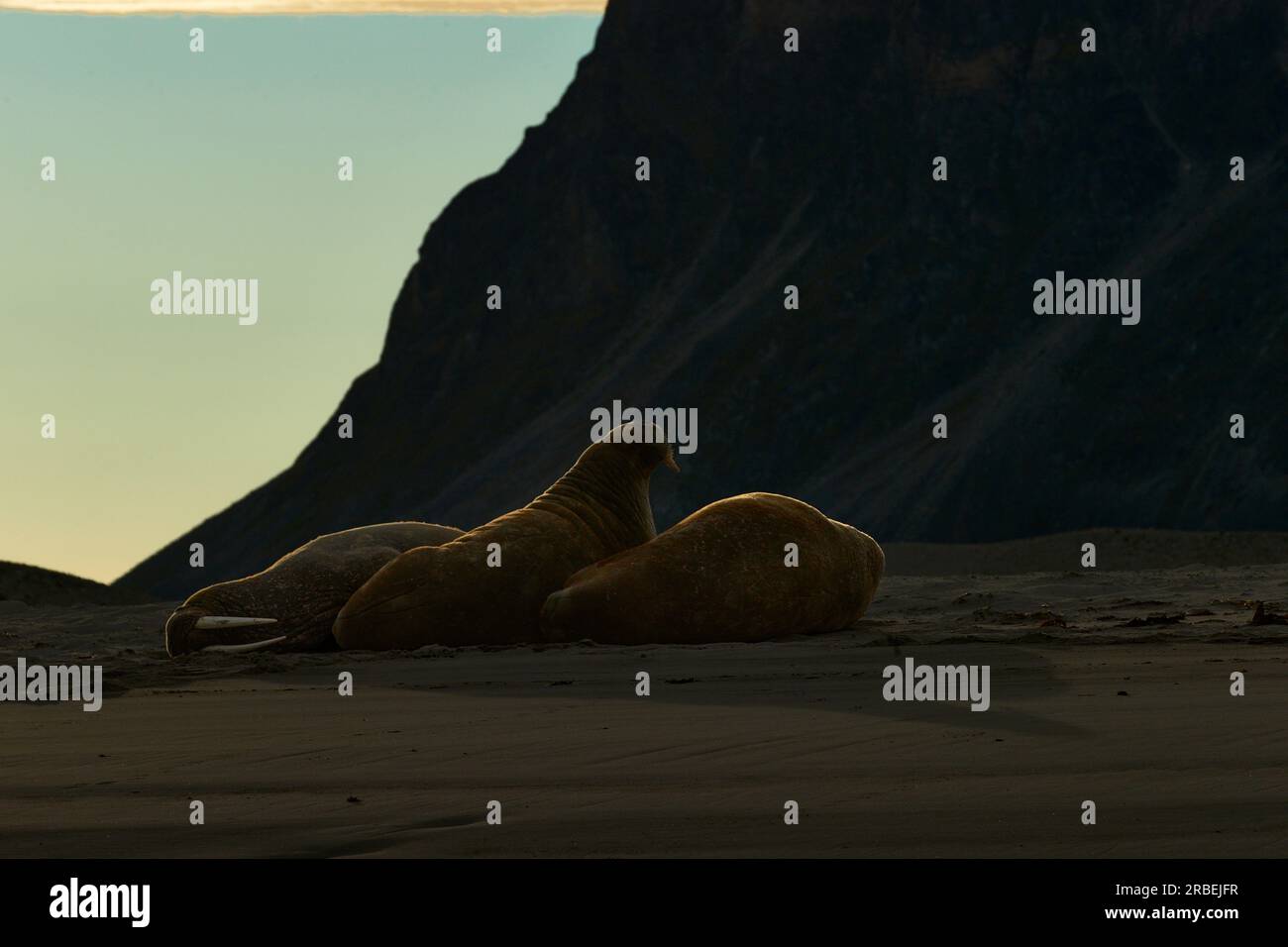 Walrus sleeping iceberg hi-res stock photography and images - Alamy