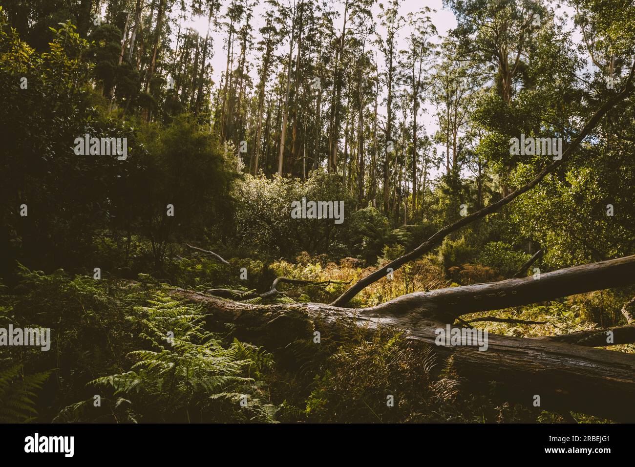 Shots of the beautiful Australian bush Stock Photo - Alamy