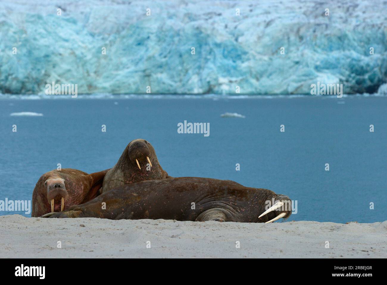 Three walruses on a beach in front of a glacier Stock Photo - Alamy