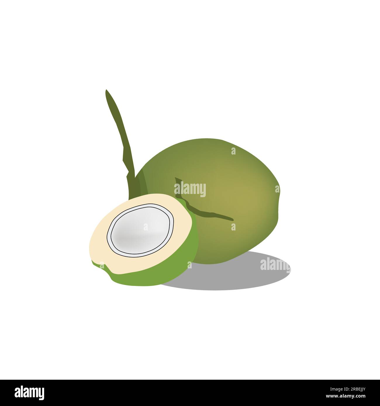 Coconut Vector