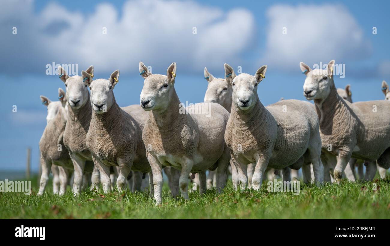 Cheviot breed sheep hi-res stock photography and images - Alamy
