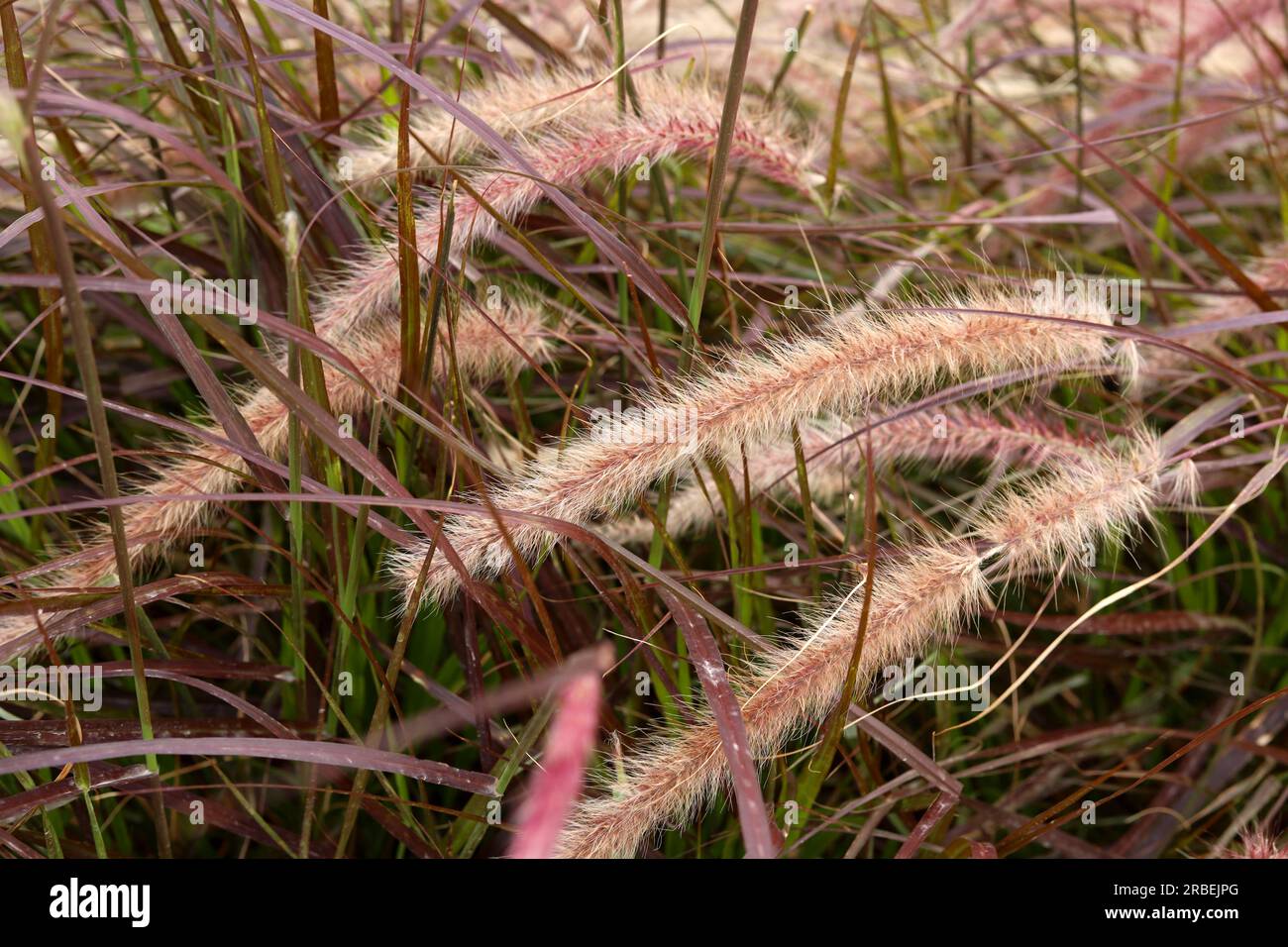 Red grass land hi-res stock photography and images - Alamy