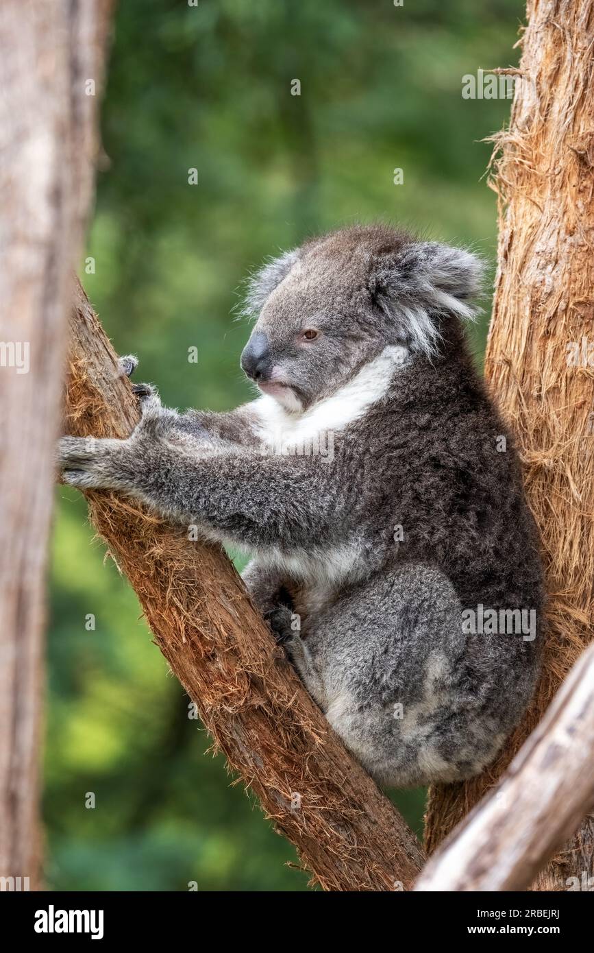 An adult koala, Phascolarctos cinereus, in a eucalyptus tree, Australia ...