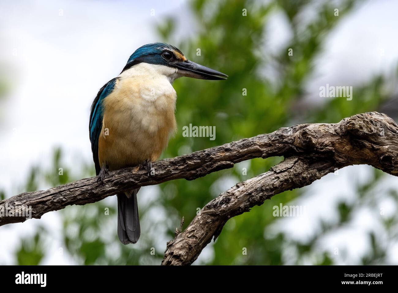 Male sacred kingfisher, Todiramphus sanctus, against soft woodland ...