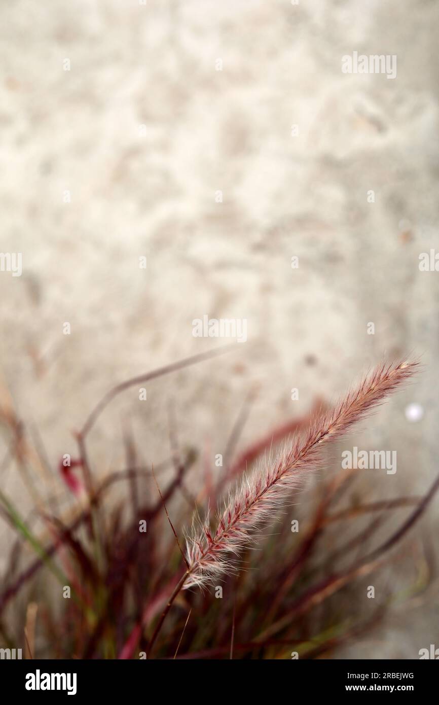 Beautiful background of red grass at the park or garden Stock Photo - Alamy
