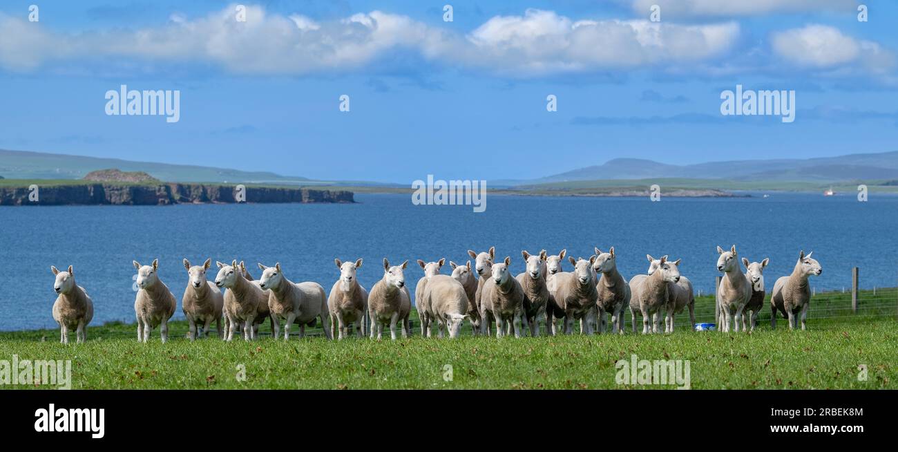 Flock of North Country Cheviot rams near the sea on the Orkney Isles ...
