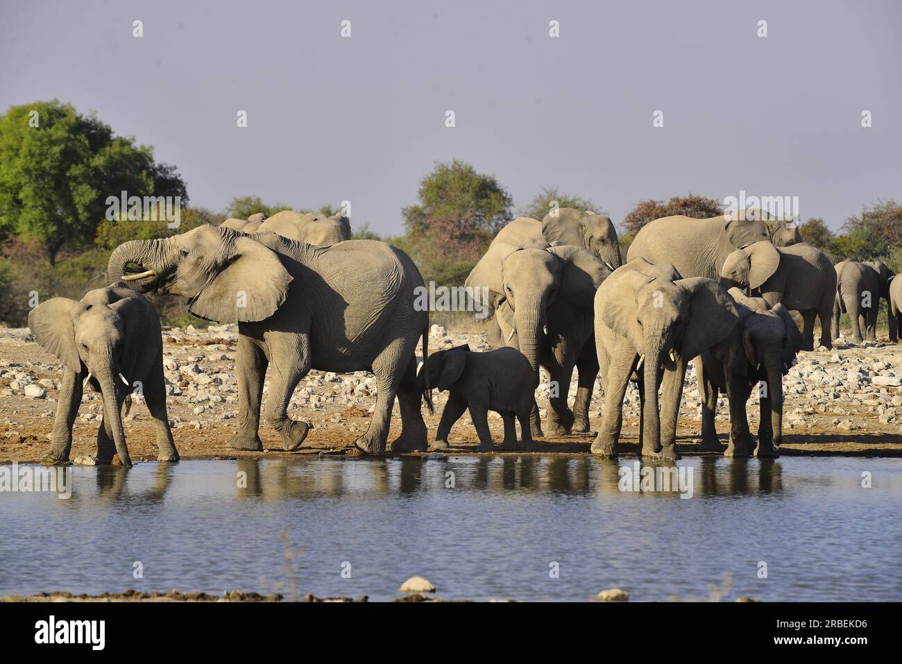 Klein nemutoni waterhole hi-res stock photography and images - Alamy