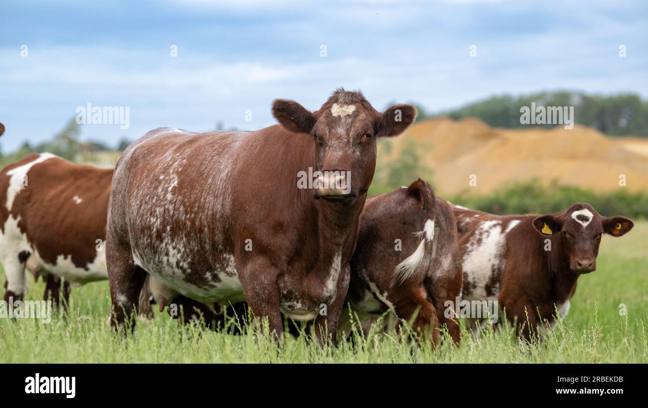 Beef shorthorn cow hi-res stock photography and images - Alamy