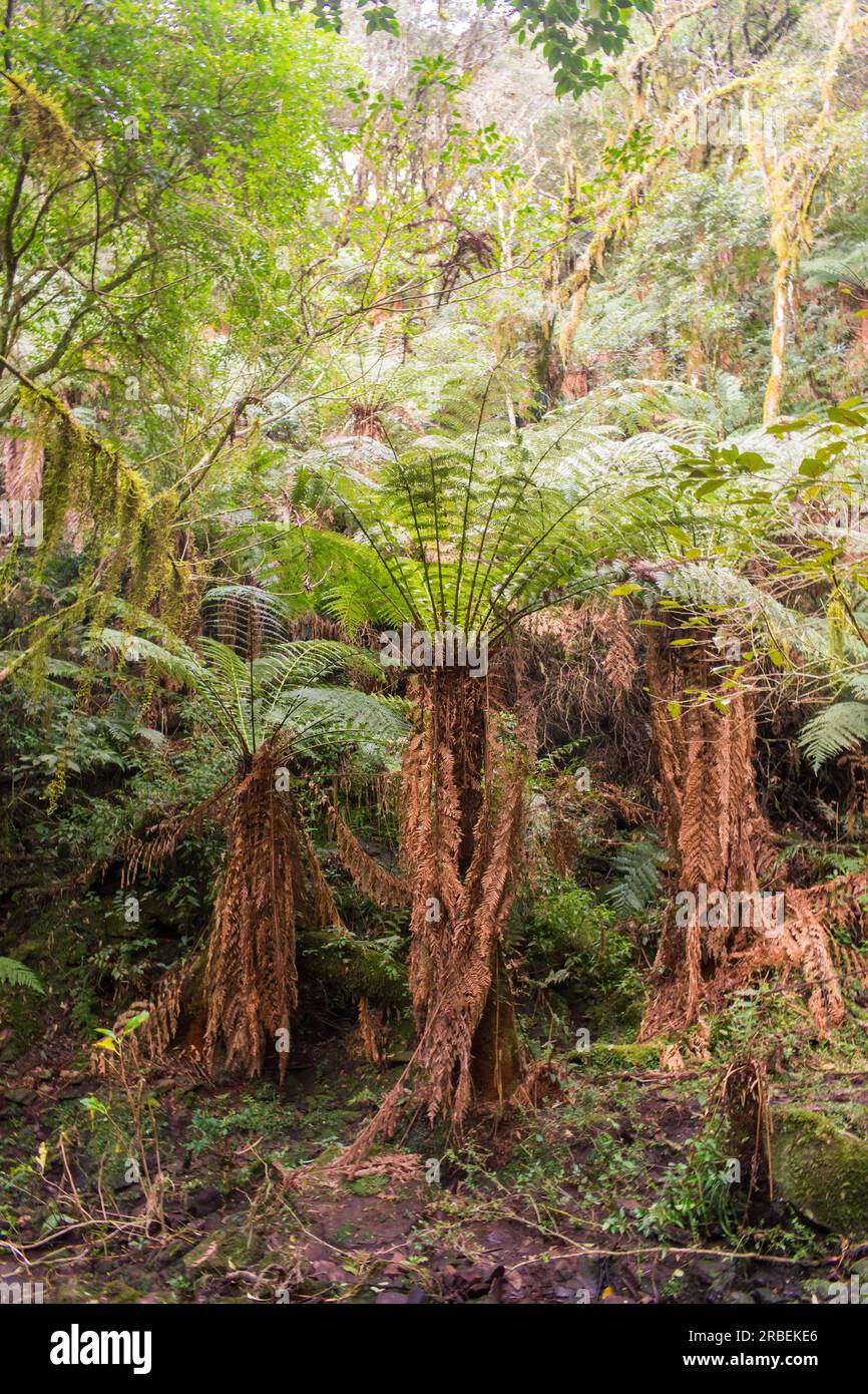 Native forest with many Dicksonia sellowiana (Xaxim), an endangered ...