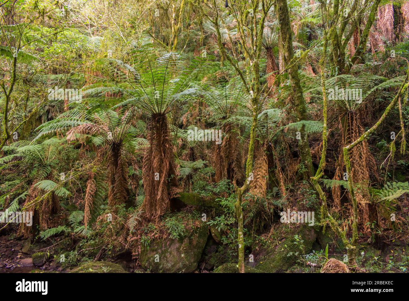Native forest with many Dicksonia sellowiana (Xaxim), an endangered ...