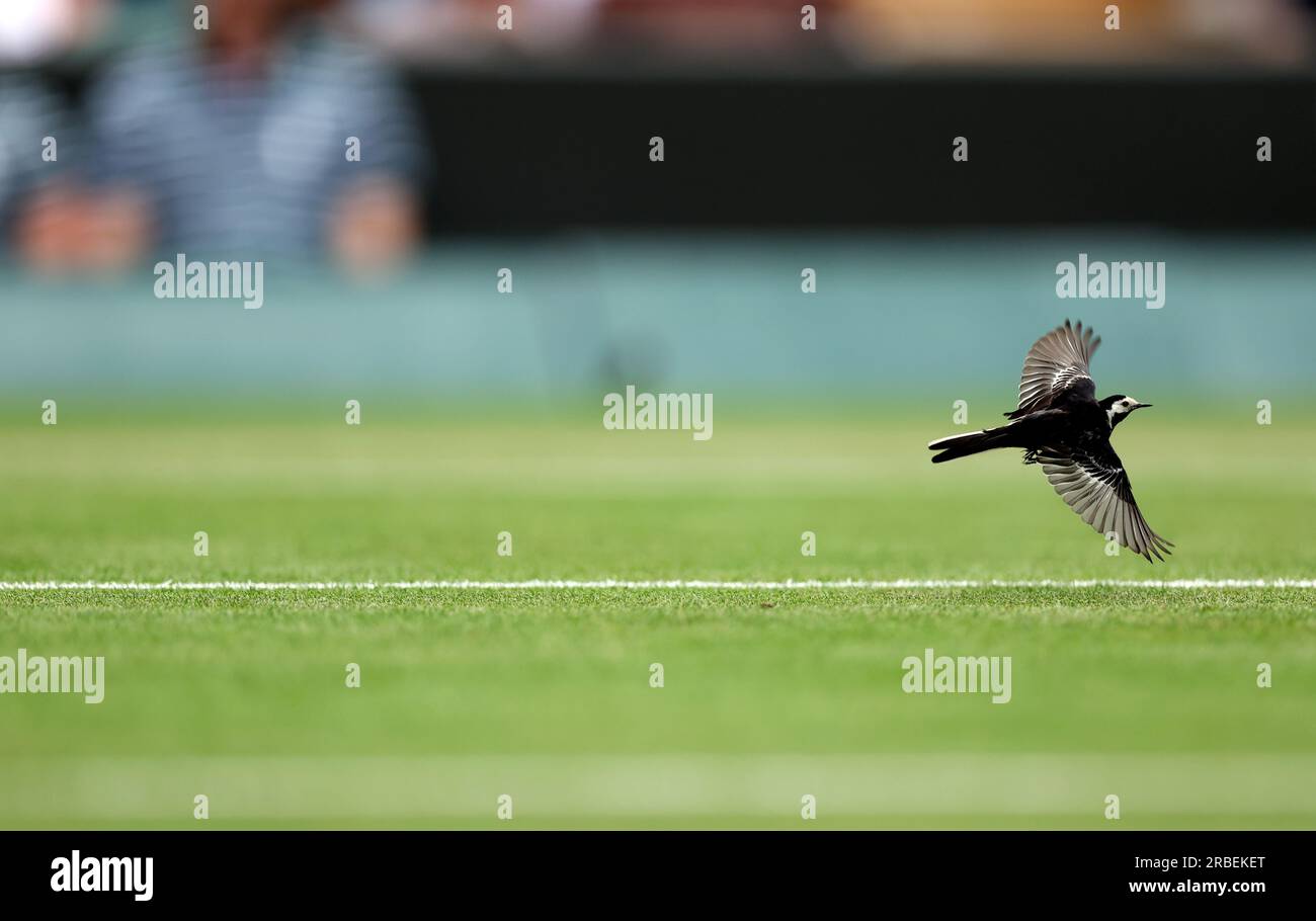 A bird on court number one on day seven of the 2023 Wimbledon ...
