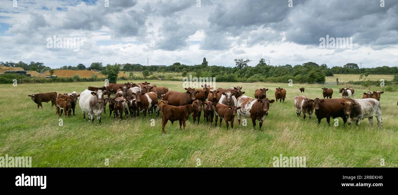Herd of Beef Shorthorn cattle grazing on lowland pasture, Peterborough ...
