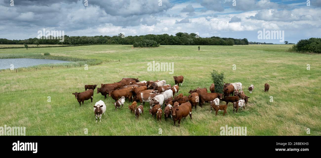 Cattle farming aerial hi-res stock photography and images - Alamy