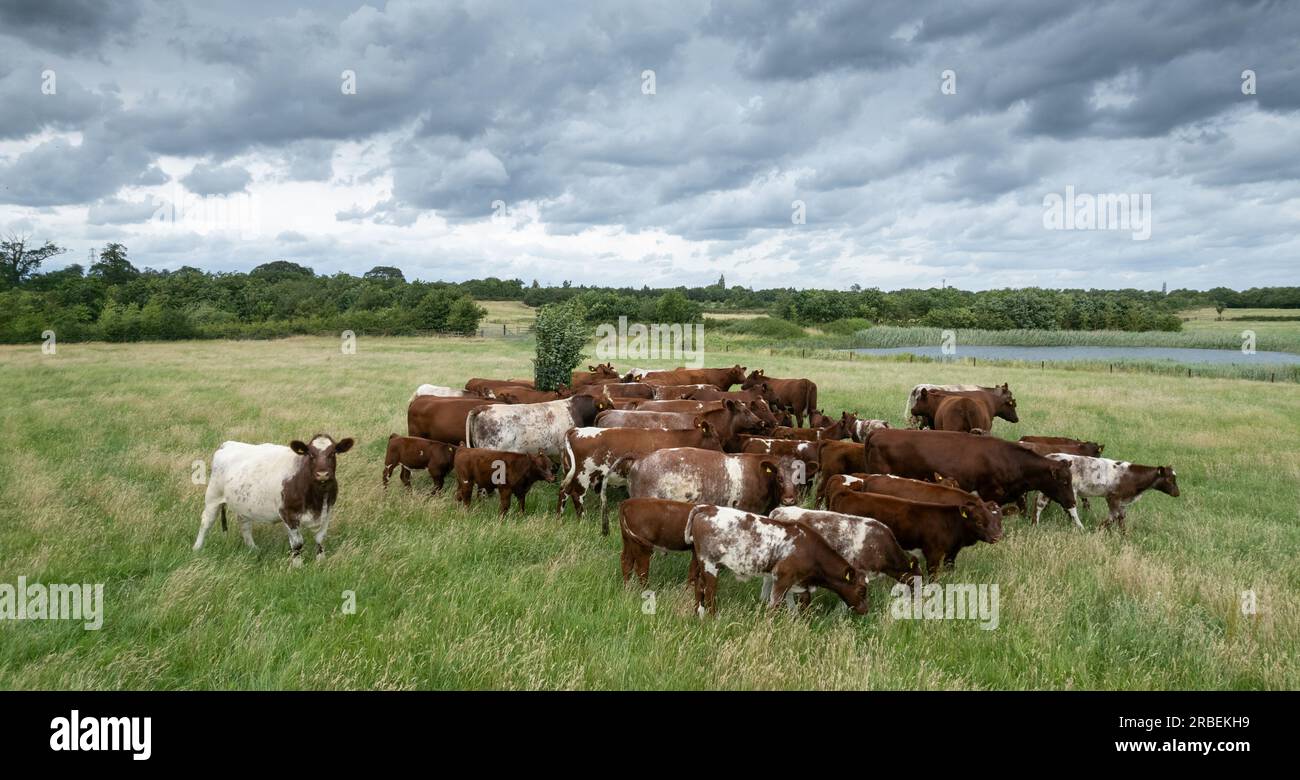 Herd of Beef Shorthorn cattle grazing on lowland pasture, Peterborough ...