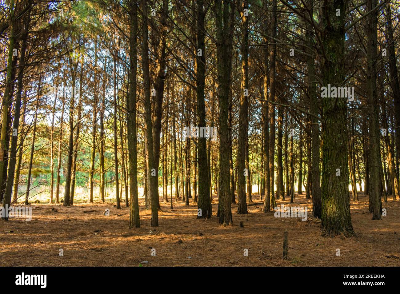 Pine tree plantation at the Parque Natural Municipal da Ronda (Ronda ...