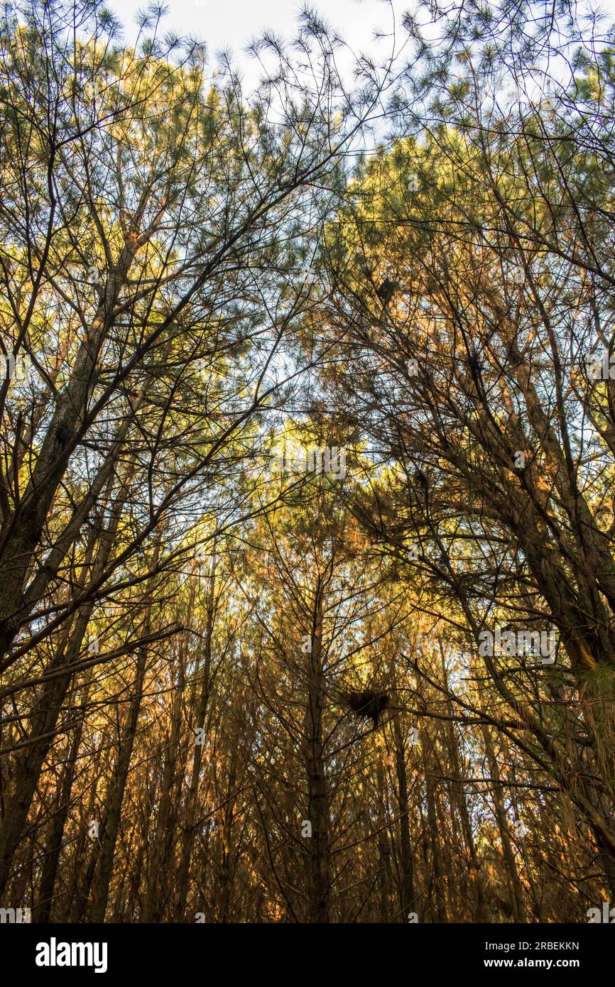 Pine tree plantation at the Parque Natural Municipal da Ronda (Ronda ...