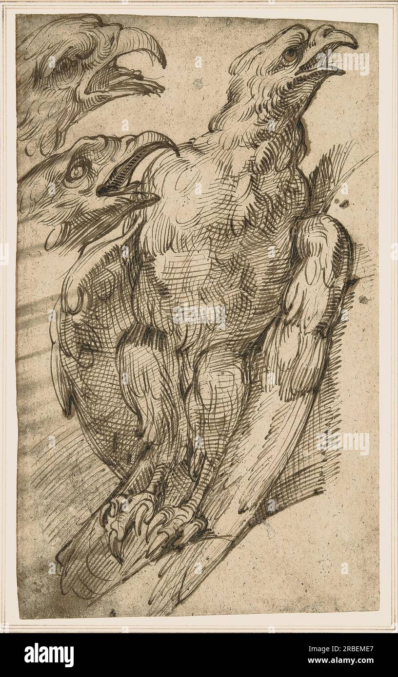Study of An Eagle 1580 by Bartolomeo Passerotti Stock Photo - Alamy