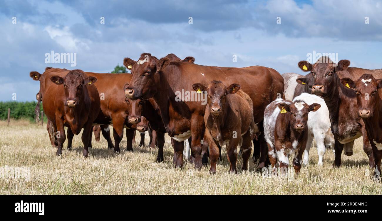 Herd of Beef Shorthorn cows and calves grazing on lowland pasture ...