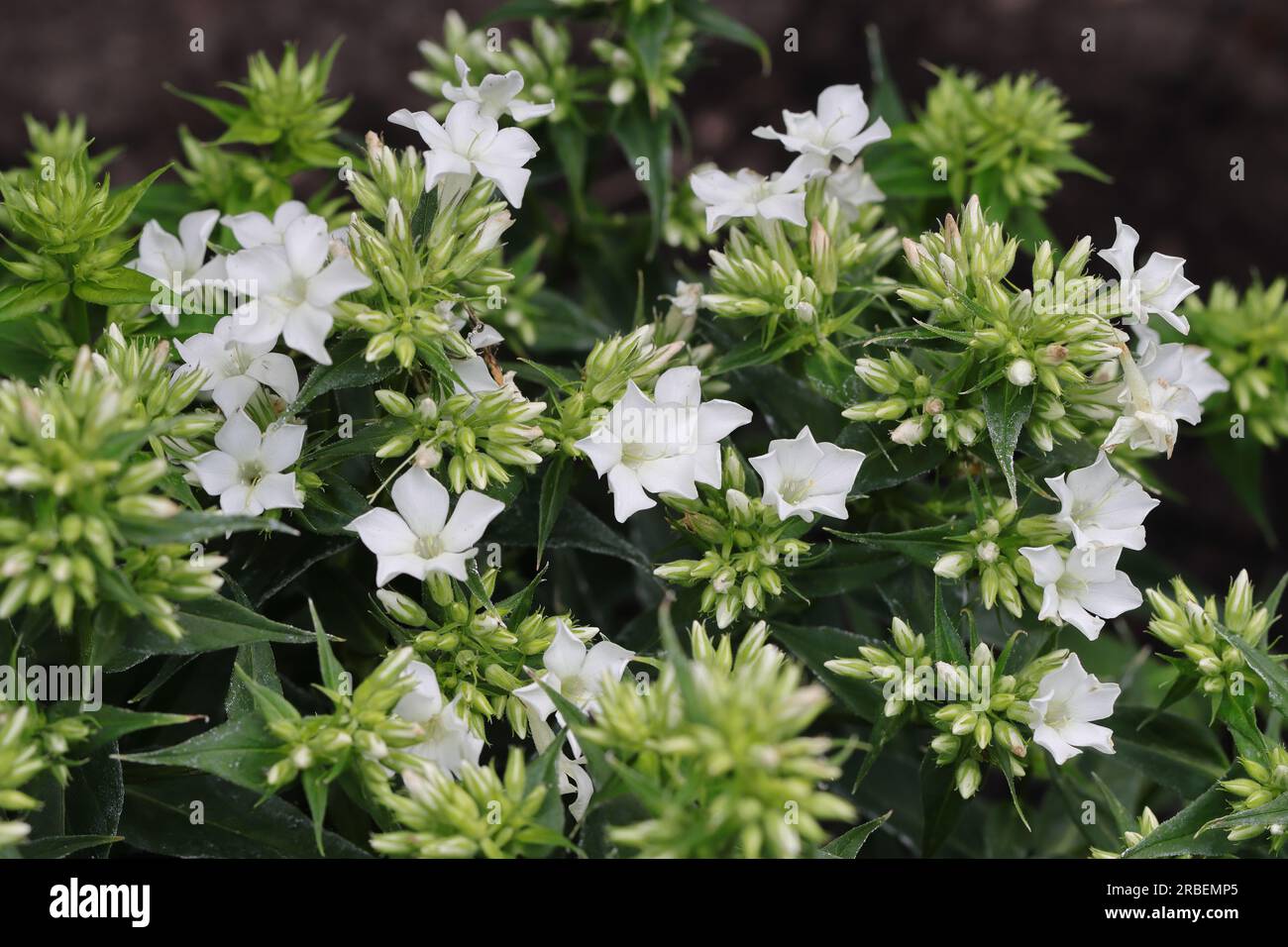 Close-up of white phlox paniculata flowers with many buds on the flower ...