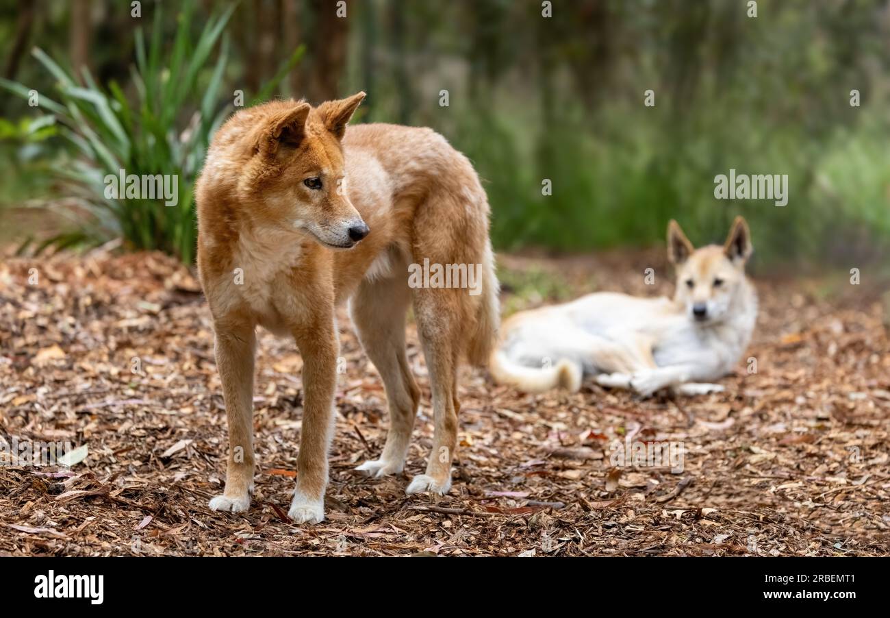Dingoes hunting hi-res stock photography and images - Alamy