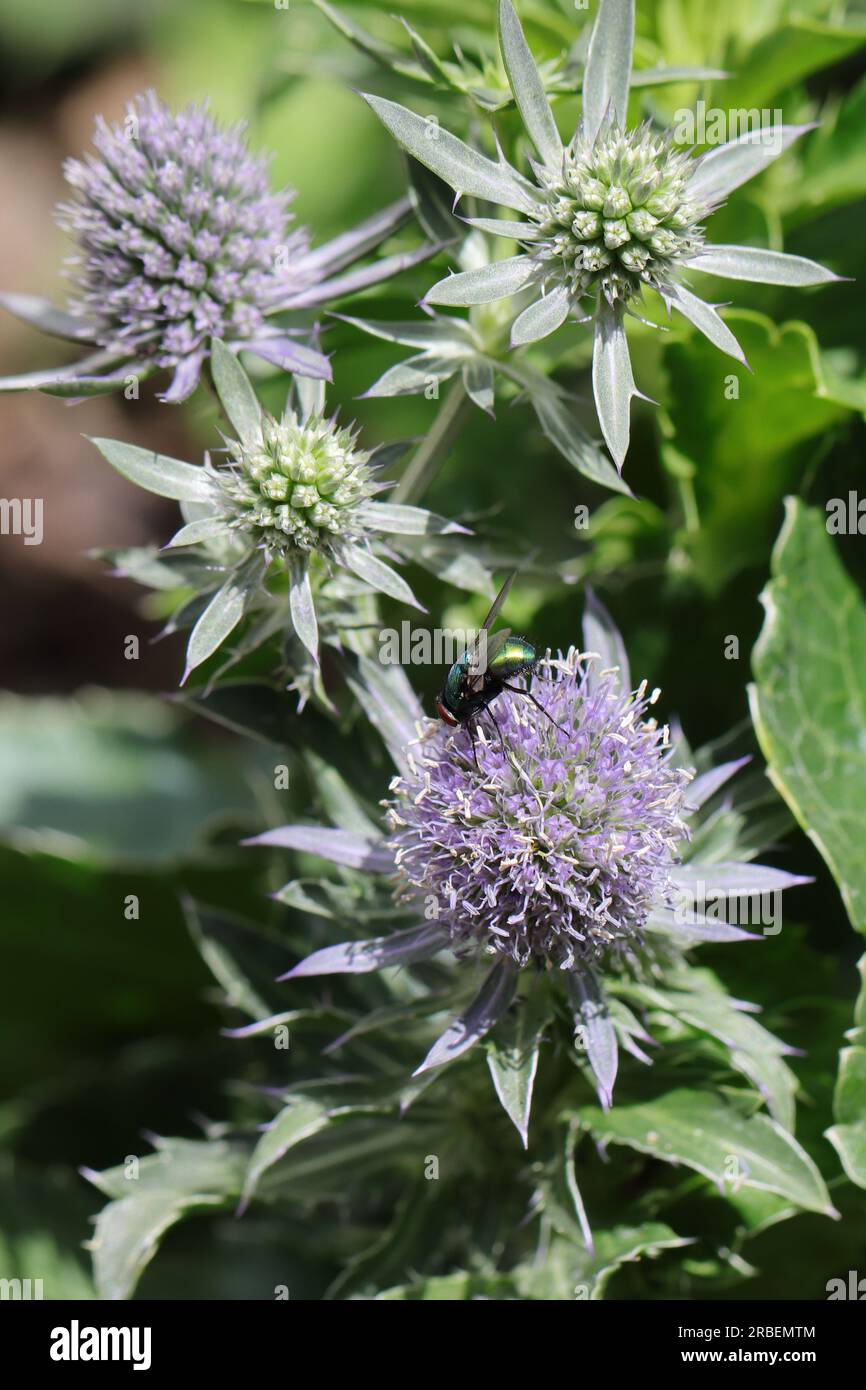 Thistle like plant hi-res stock photography and images - Alamy