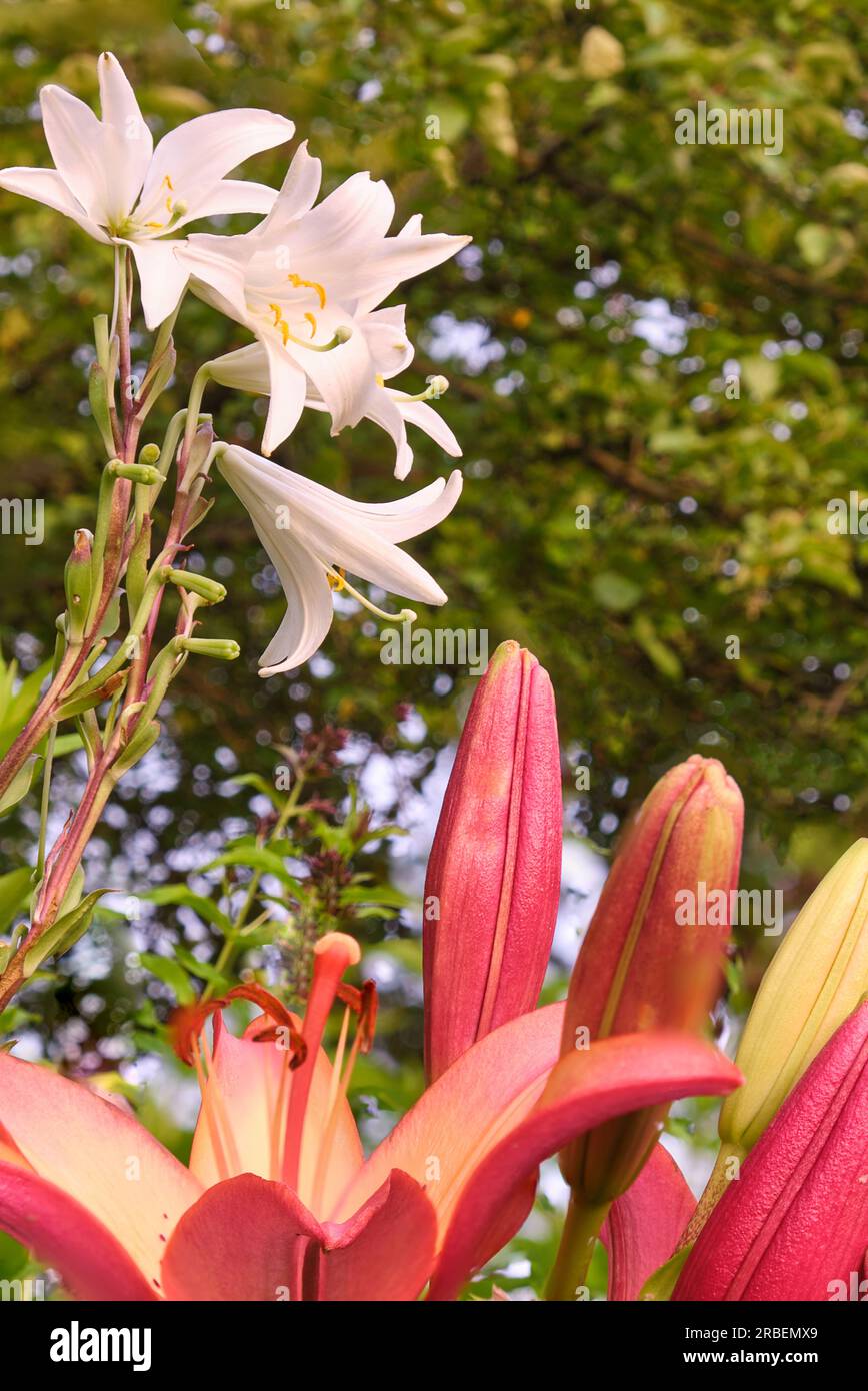 Bottom view blooming pink hi-res stock photography and images - Alamy