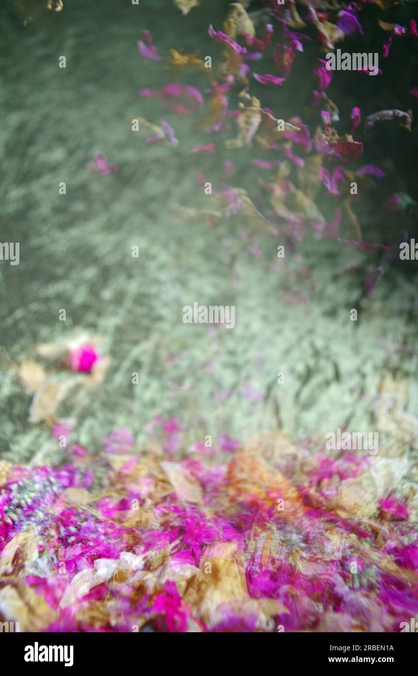 Rose petals falling hi-res stock photography and images - Alamy