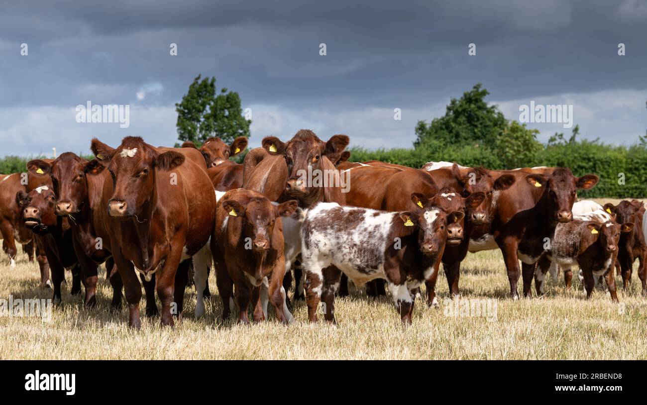 Herd of Beef Shorthorn cows and calves grazing on lowland pasture ...