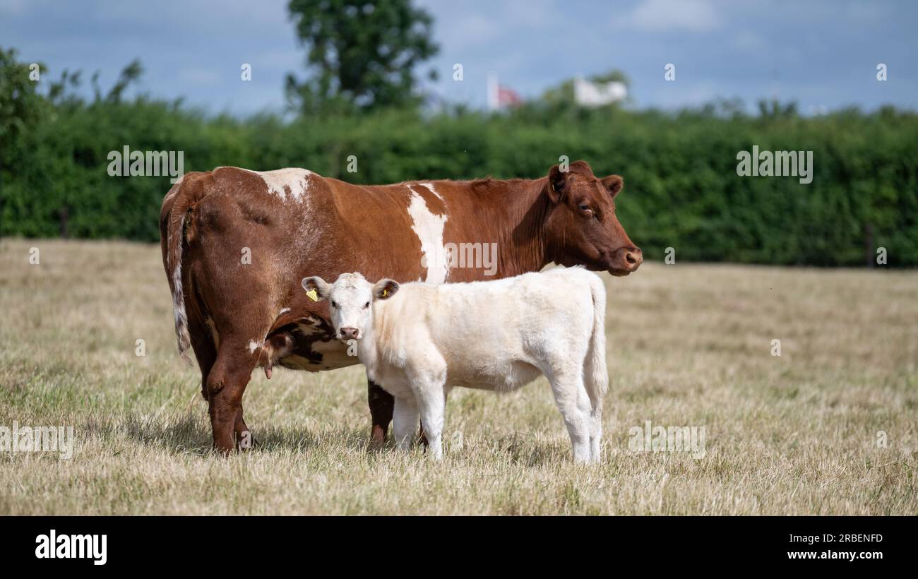 Herd of Beef Shorthorn cows and calves grazing on lowland pasture ...