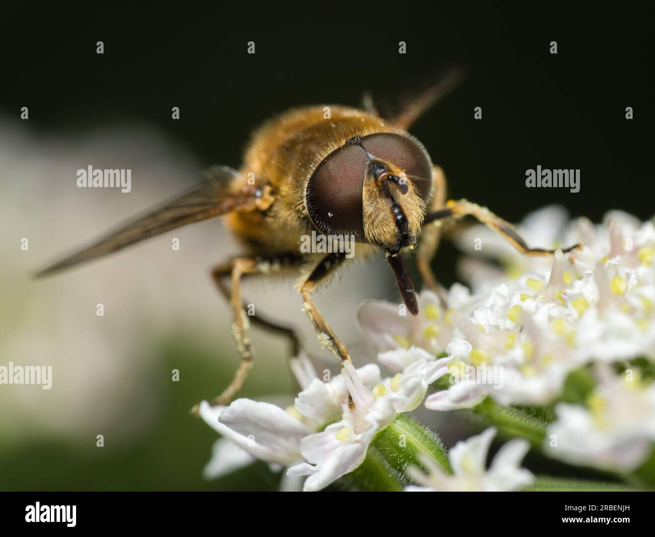 Nature's delicate dance: A lone fly finds solace on a vibrant leaf, embracing the beauty of the ...