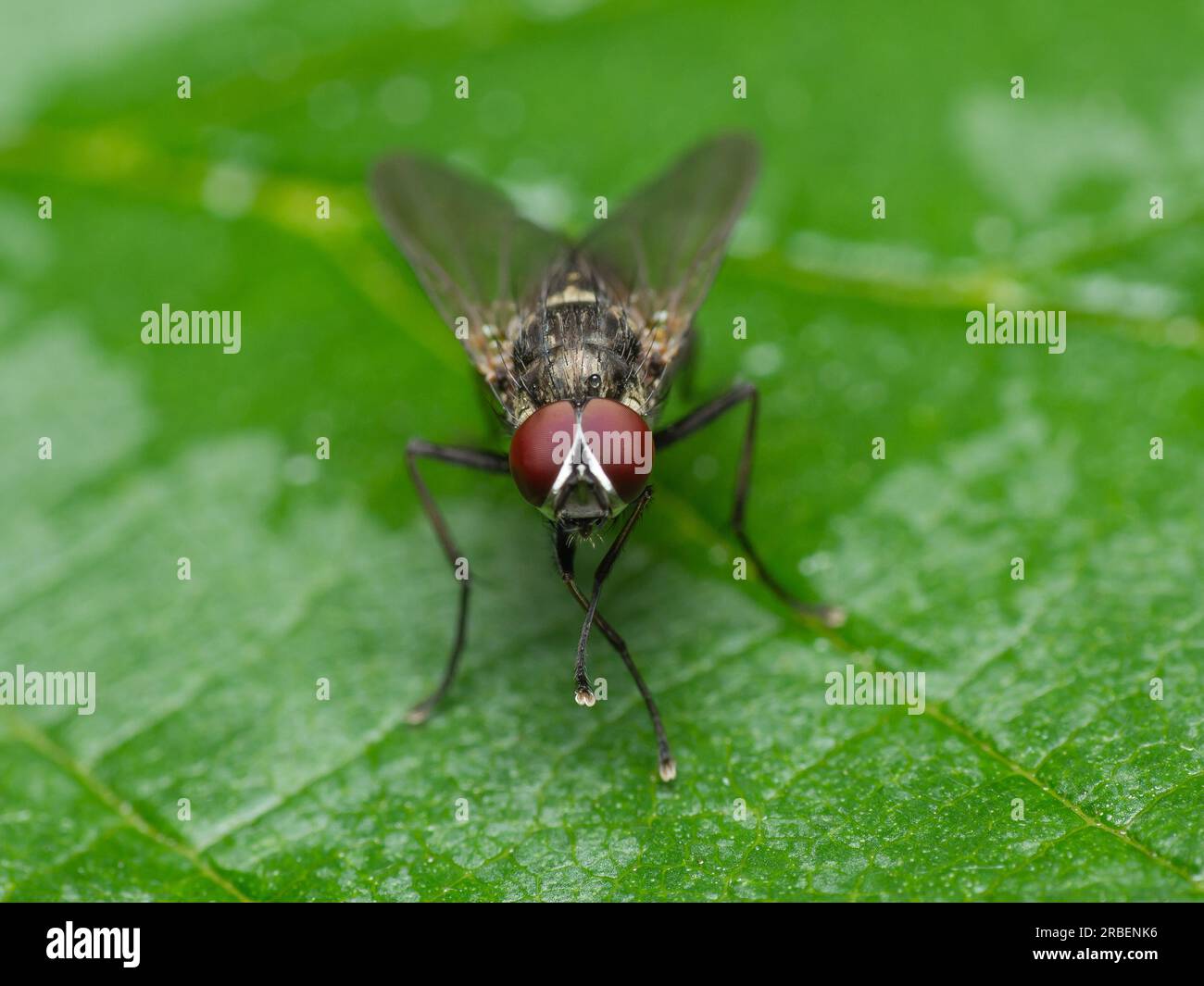 Microcosm exploration hi-res stock photography and images - Alamy