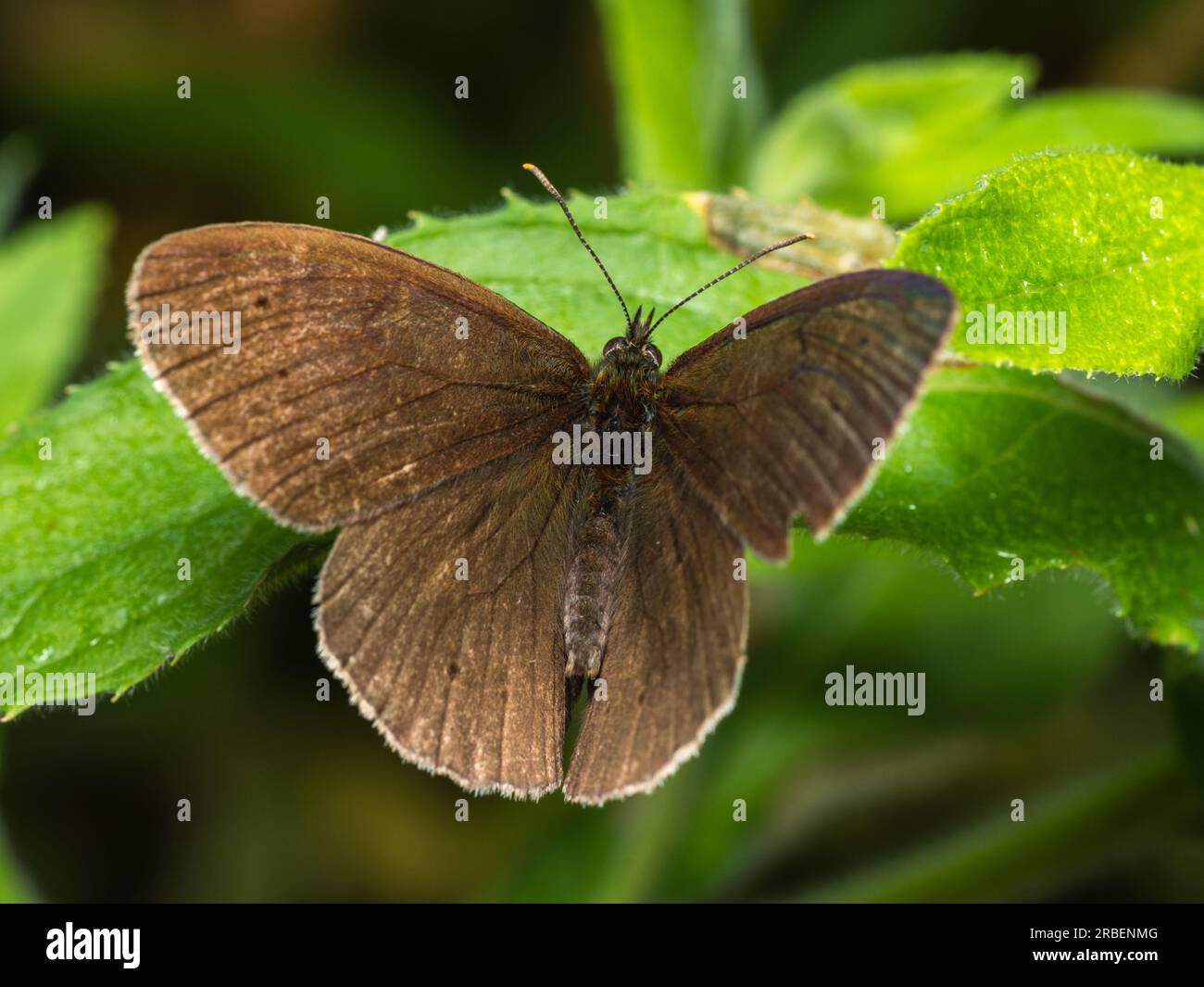 Graceful metamorphosis: A vibrant butterfly finds solace on a delicate ...