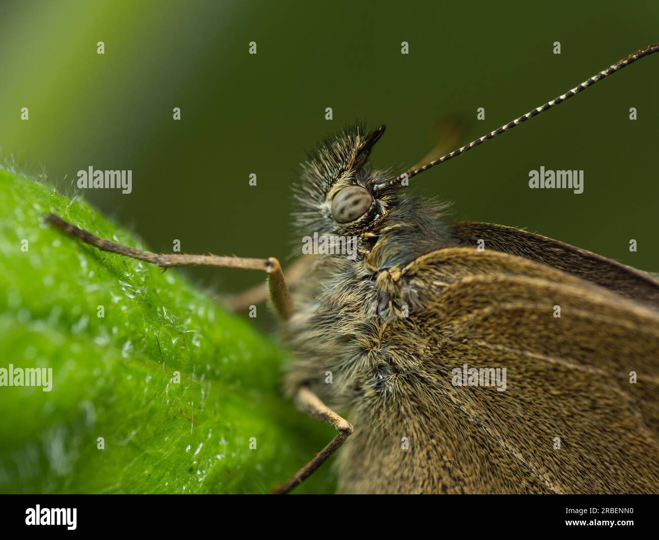 Metamorphosis of the butterfly hi-res stock photography and images - Alamy