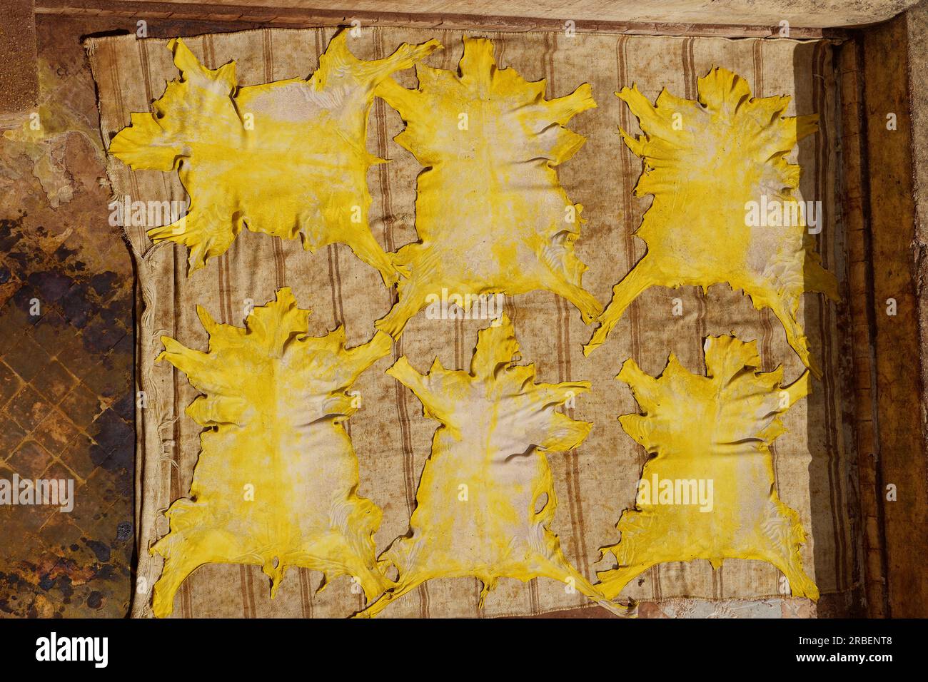 Tanned animal skin is dried and processed into leather Stock Photo - Alamy