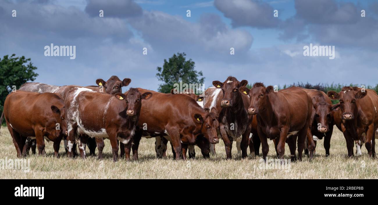 Breeding calves hi-res stock photography and images - Alamy