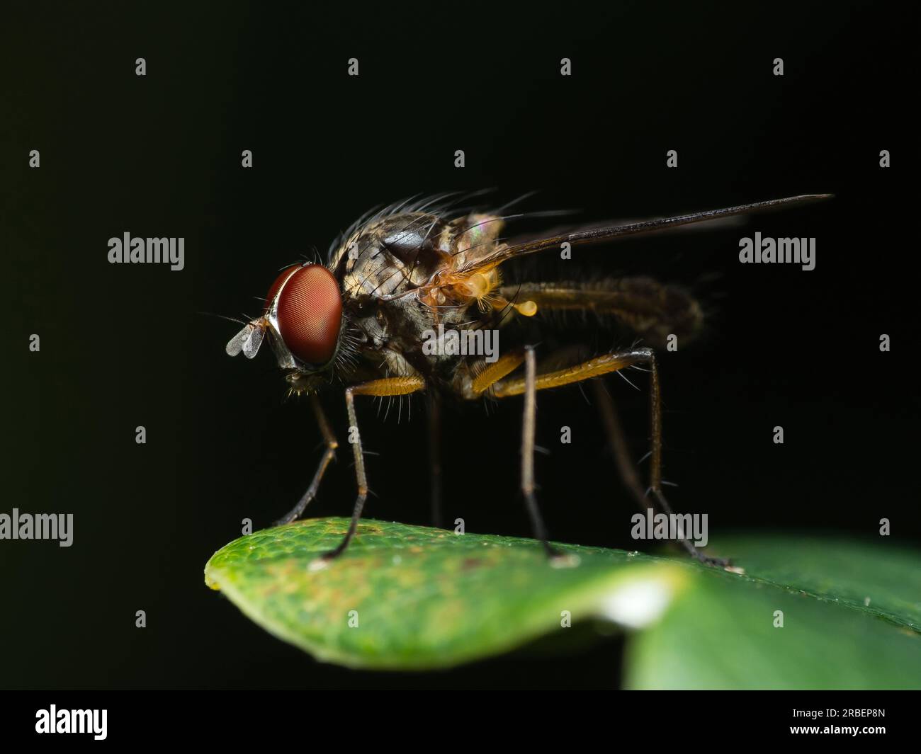 Nature's delicate dance: A lone fly finds solace on a vibrant leaf ...