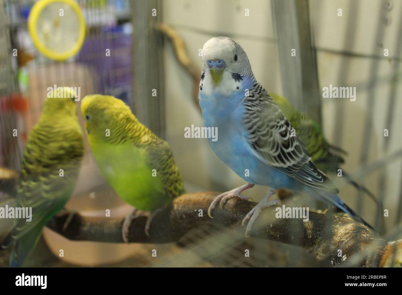 Budgerigar male and female girl and boy sit in a cage on a perch. Pets ...