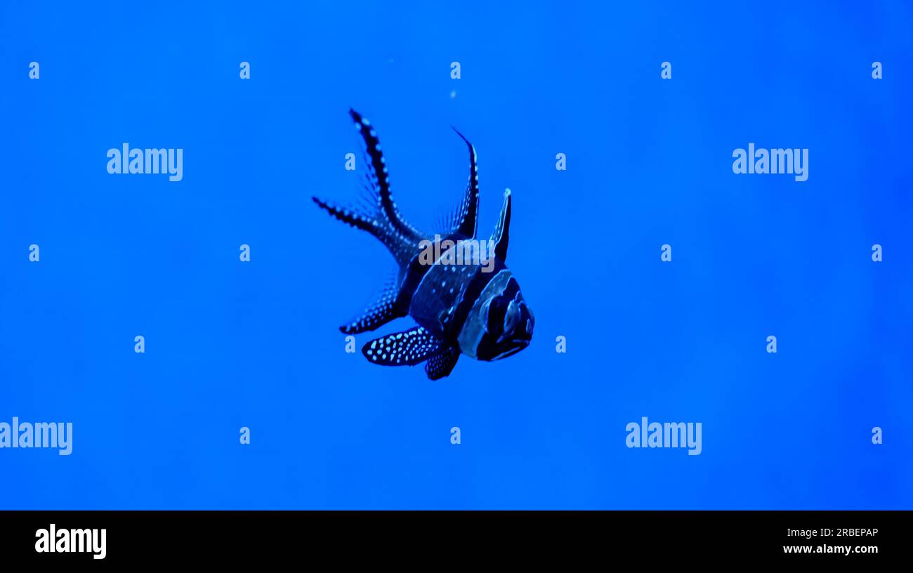 Banggai cardinal swimming in the water. A beautiful Longfin cardinal ...