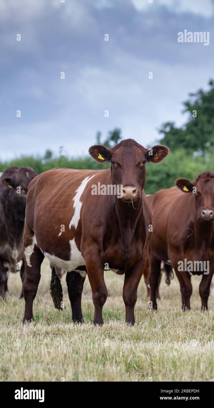 Herd of Beef Shorthorn cows and calves grazing on lowland pasture ...