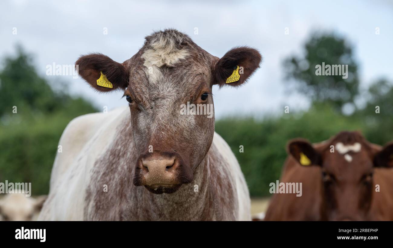 Herd of Beef Shorthorn cows and calves grazing on lowland pasture ...