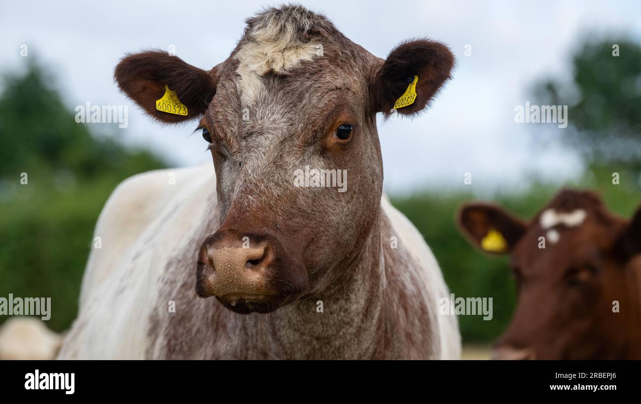 Herd of Beef Shorthorn cows and calves grazing on lowland pasture ...
