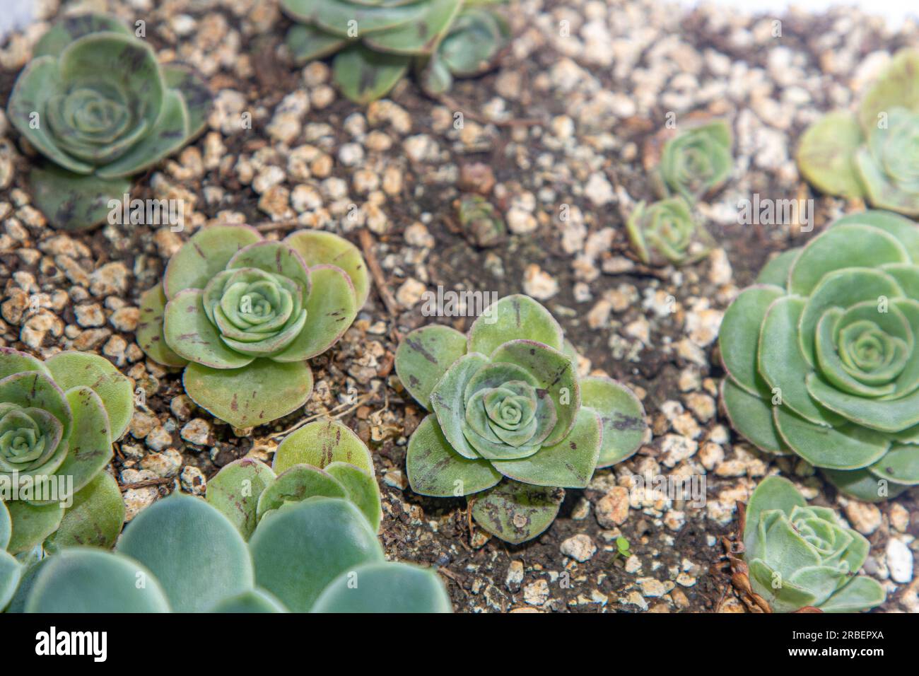 Greenovia hierro slowers family in pot. Crassula flower is a type of succulent. Growing a cactus ...