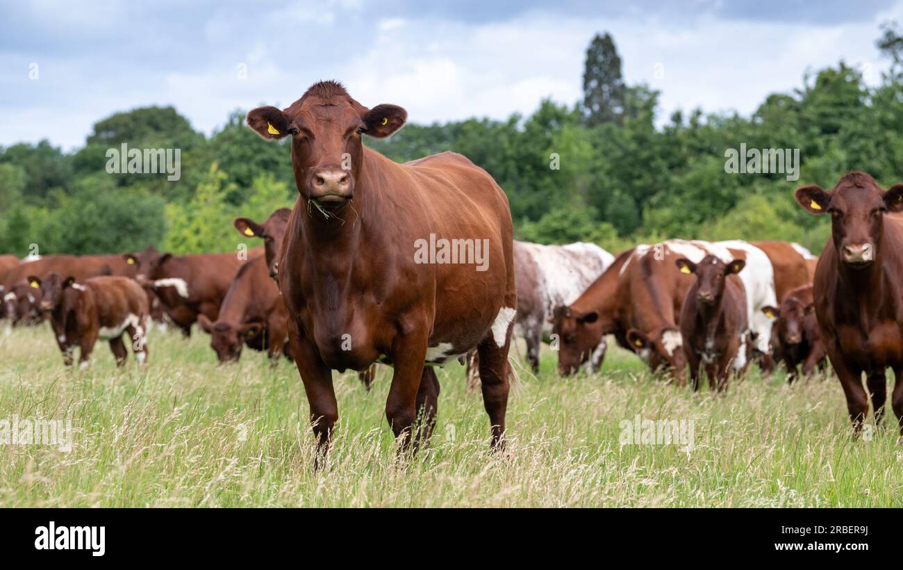 Herd of Beef Shorthorn cows and calves grazing on lowland pasture ...