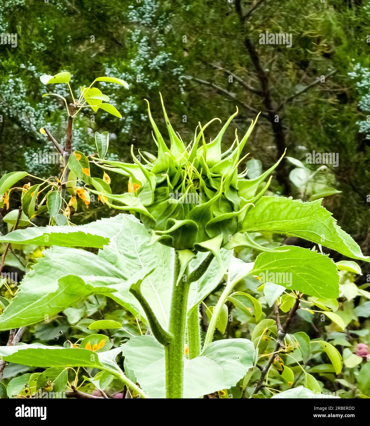 Sunflower bud close-up. Greenery on a summer day. Leaf veins close up ...