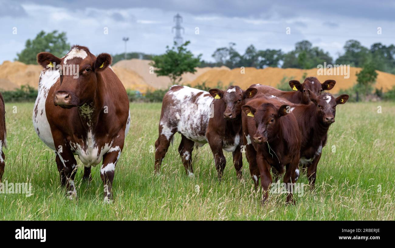 Herd of Beef Shorthorn cows and calves grazing on lowland pasture ...