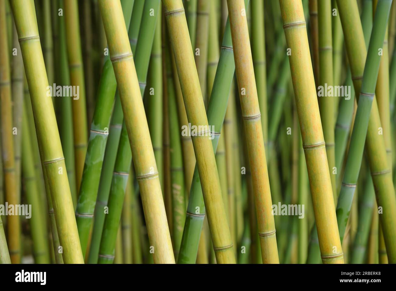 Bamboo trunks hi-res stock photography and images - Alamy