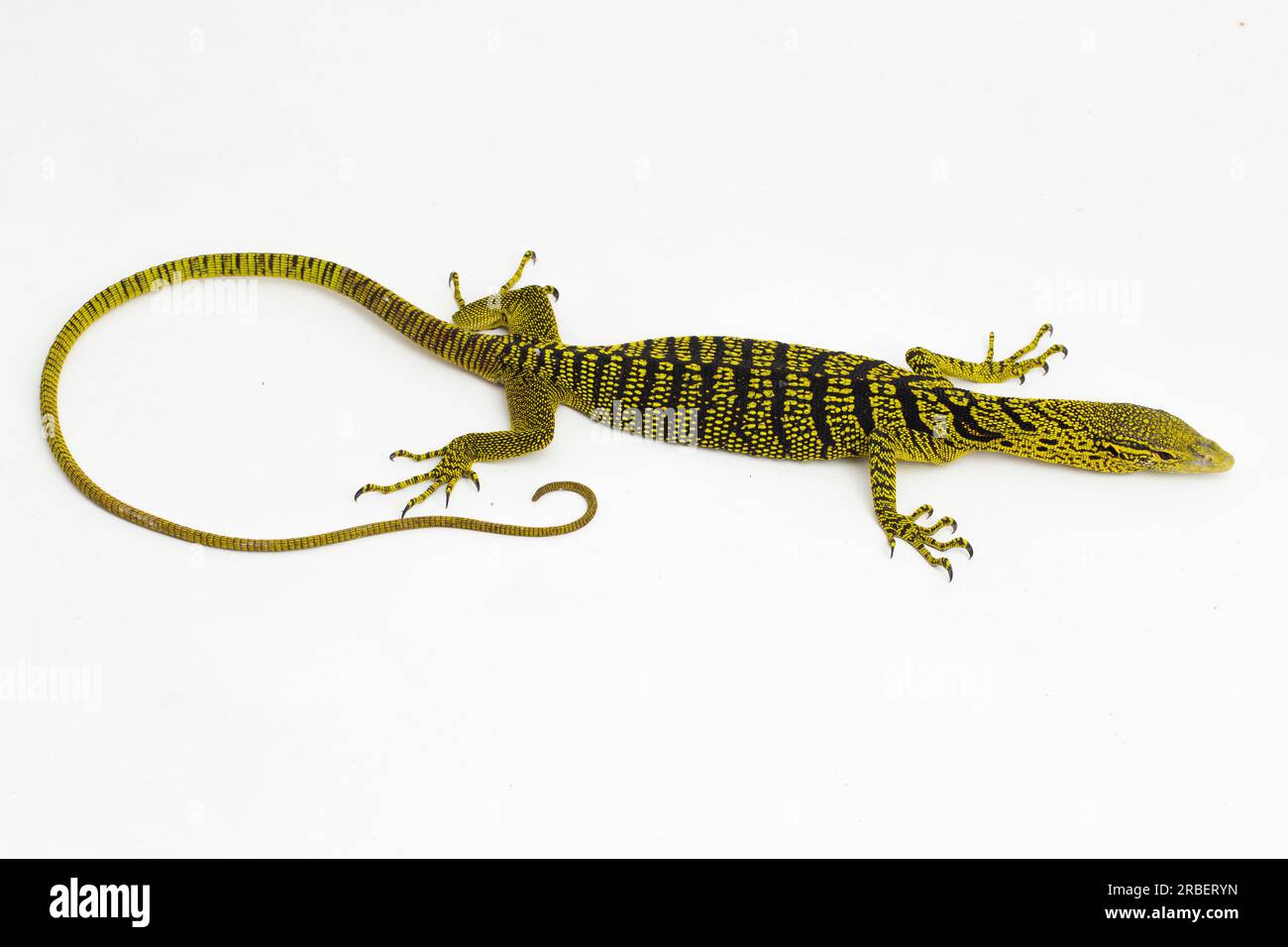 Yellow Tree Monitor Size
